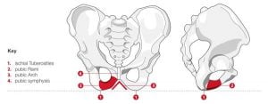 Where Should the Sit Bones Be On a Bike Saddle? - ApexBikes